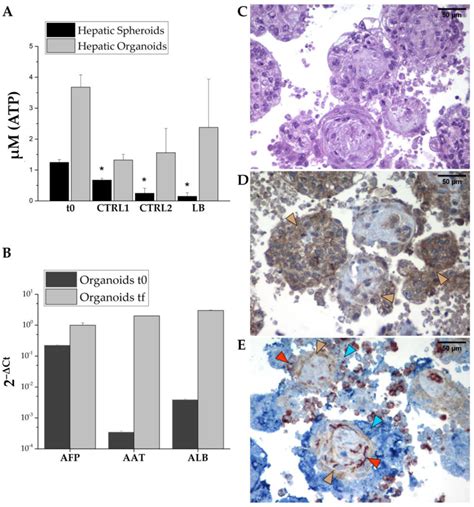 Organoid Characterization Viability Assay Showing The Amount Of Download Scientific Diagram