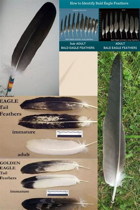 Eagle Feathers