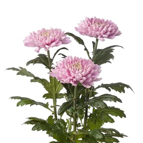 Flowers Chrysanthemum Cremone Arizona Flower Market