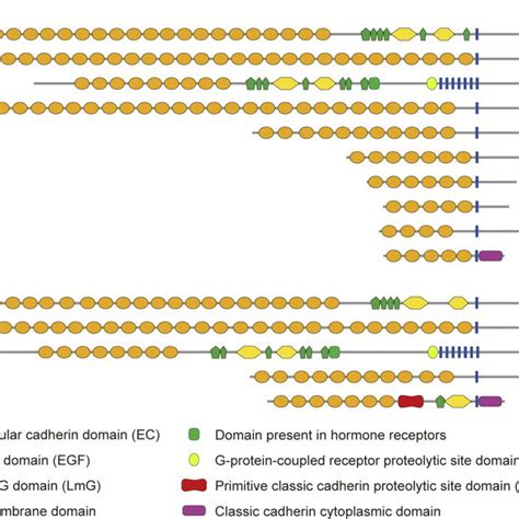 The Domain Structures Of Representative Members Of The Major Cadherin