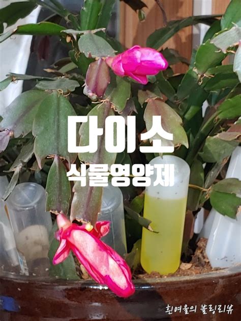 다이소 식물영양제 효과 굿 네이버 블로그