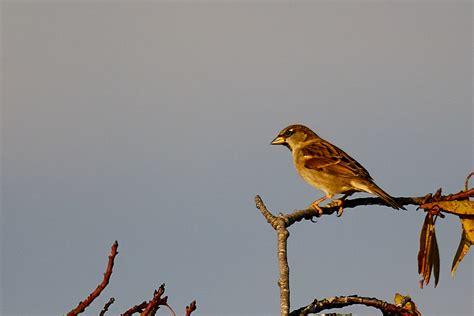 Passer Montanus Birds Pics