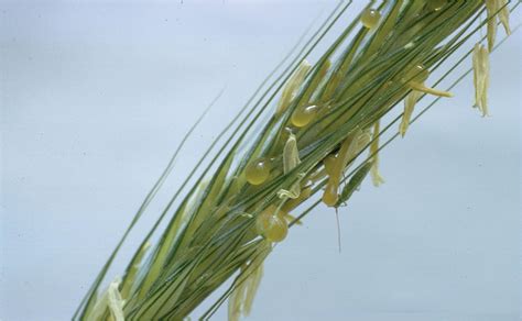 Ergot In Pacific Northwest Grass Seed Crops Science Societies
