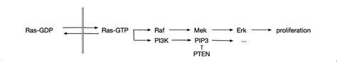 An Incomplete Boolean Network Model Of Ras Signaling Excerpted From Download Scientific