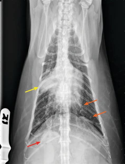 Common Respiratory Diseases In Cats Clinicians Brief