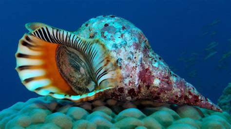 Charonia Tritonis Linnaeus 1758
