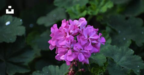 배경에 녹색 잎이 있는 보라색 꽃 사진 Unsplash의 무료 카사울리 이미지