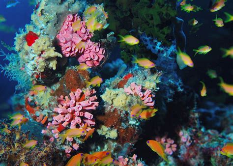 Coral Reef The 15 Most Beautiful Coral Reefs In The World Efqvys