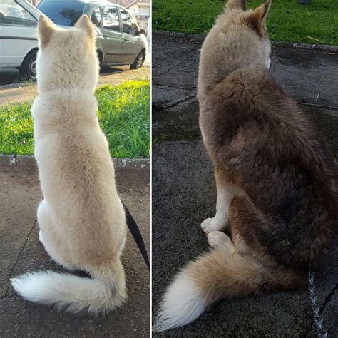 How Long Do Huskies Color Change For