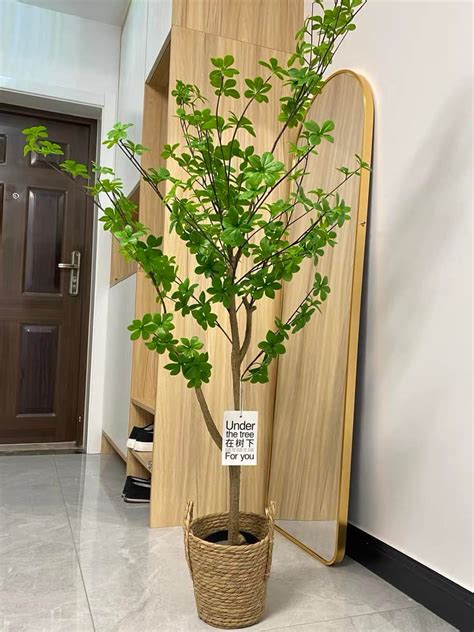 🪴Хавар боллоо🪴 Зочины өрөө Солонгорох Magic Home