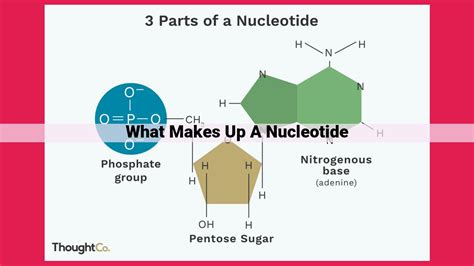 Unlocking The Secrets Of Dna Unraveling The Nucleotide Code
