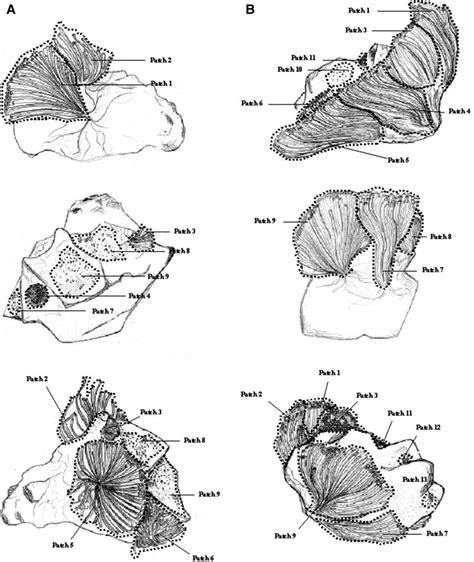 Schematic Representation Of The Location And Distribution Of Nine Download Scientific Diagram