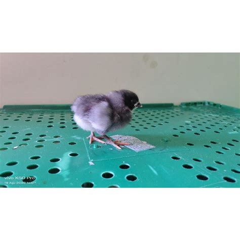 Jual Doc Bibit Ayam Australop Original Shopee Indonesia