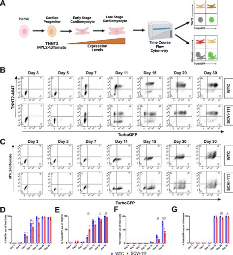 Combined Lineage Tracing And Scrna Seq Reveals Unexpected First Heart Field Predominance Of