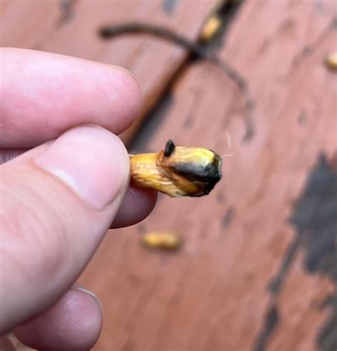 Are These Bug Shells Rwhatsthisbug