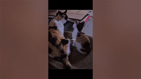 새끼 고양이들만 살려달라던 엄마 고양이도 이제 가족을 만나고 싶어요 Cat 길냥이 길고양이 고양이 Youtube
