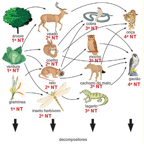 Foto De Cadeia Alimentar LIBRAIN