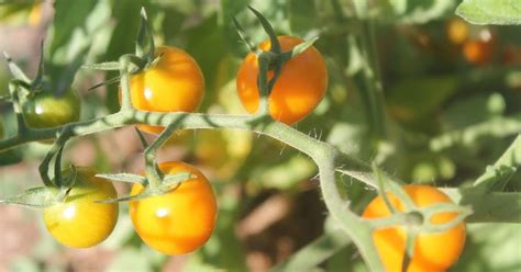 Associations Entre Légumes Légumes Fruits Et Légumes Fleurs