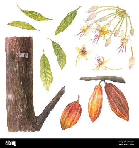 Watercolor Illustration Set Of Cocoa Tree Flowers And Leaves And Brown Tree Trunk Red And Brown