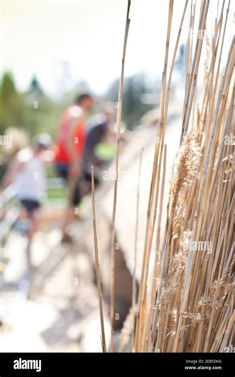 Thatching A Somerset Cottage Using Wheat And Traditional Hazel Spurs
