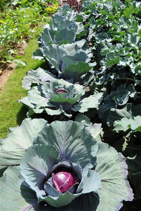 Red Cabbage Plant Red Ruby Ball F1 Cabbage Seeds Mr Fothergills