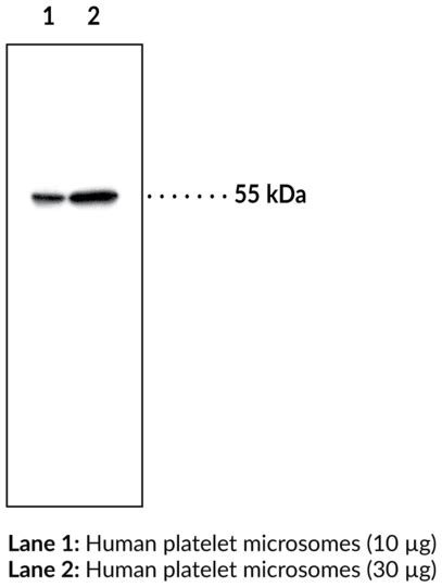 Anti Thromboxane Synthase Cayman Chemical