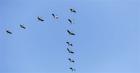 Teacher Leadership In Professional Learning Communities Plcs