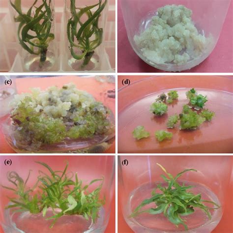 Adventitious Shoot Regeneration From In Vitro Leaves Of Peach A Leaf