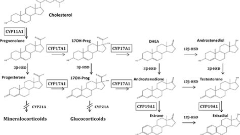 Genetic And Structural Analyses Of Cytochrome P450 Hydroxylases In Sex Hormone Biosynthesis