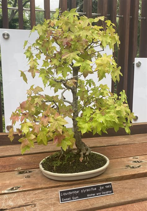 BonsaiPorn Bonsai Photography
