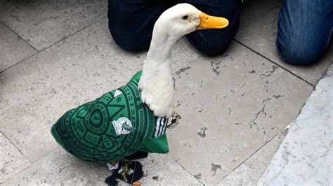 El Pato Merlín Llega Al Estadio Ciudad De México Con Guardias De