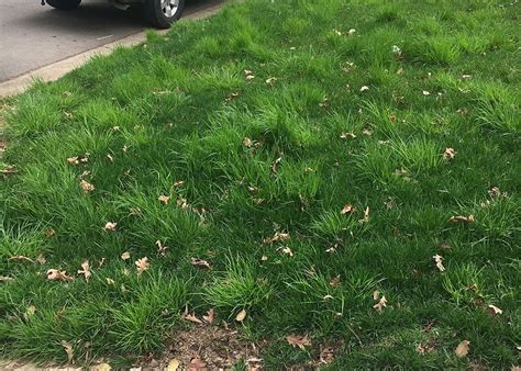 Monthly Lawn Tips For Tall Fescue Lawns Fall Lawn Care