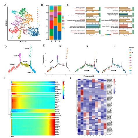 Single Cell Transcriptome Of Fibroblasts A The Umap Plot Of