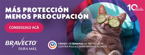 Bravecto® 12 Semanas De Protección Contra Pulgas Y Garrapatas