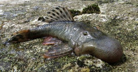 An Aquatic Mouse And An Ugly Blob Headed Fish Are Among New Species Discovered In The Amazon