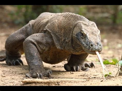 National Geographic Bangladesh Monitor Lizard As Godzilla By A Point