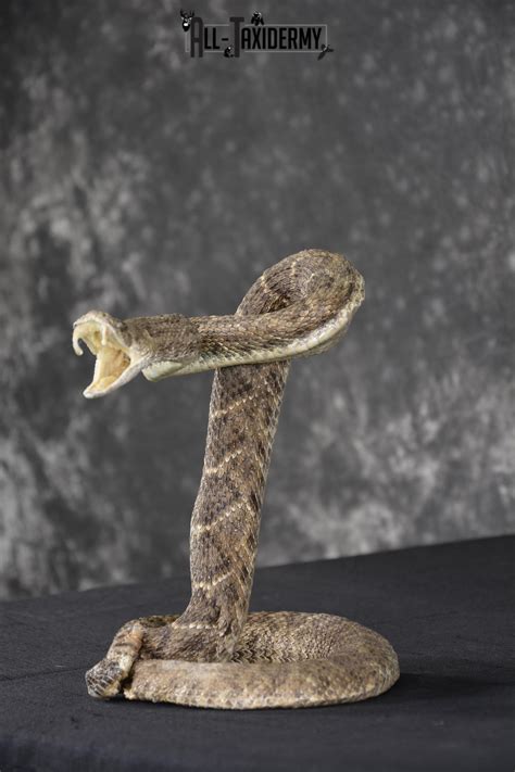 Diamondback Rattle Snake Taxidermy Mount For Sale Sku 2052 All