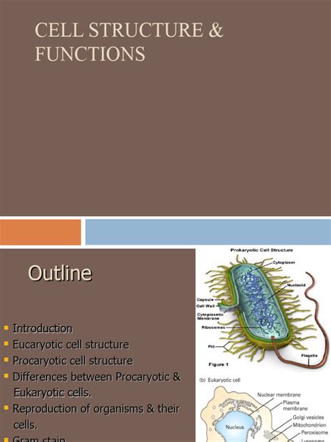 Dokumen Tips Cell Structure Functions Introduction Eucaryotic Cell