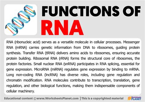 Functions Of Rna