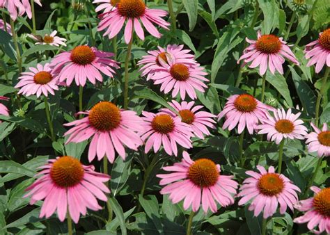 Winter Sowing Echinacea ️ 🌸 Achieve Vibrant Coneflowers With Ease