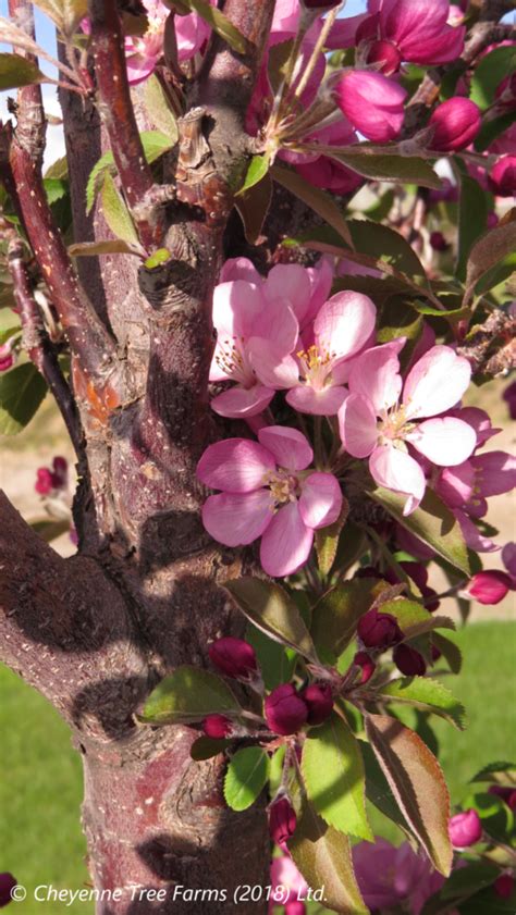 Crabapple Columnar Emerald Spire Flowering Cheyenne Tree Farm