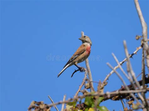 A Male Common Linnet Sitting On A Small Twig Stock Image Image Of Aves Natural 253948571