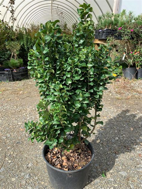 Buy Ligustrum Japonicum Rotundifolium Dwarf Curly Leaf Japanese