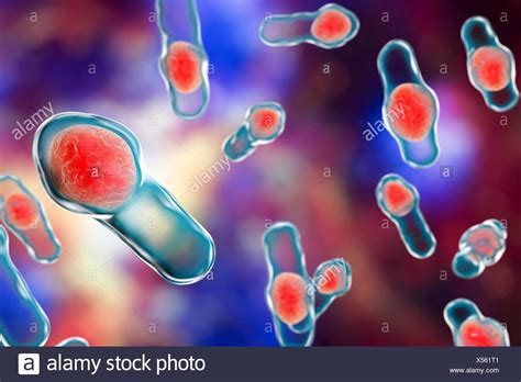 Clostridium Difficile Colitis Banque Dimage Et Photos Alamy