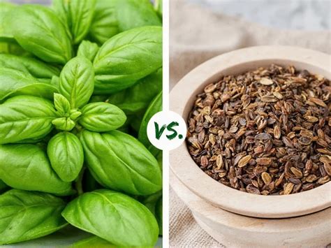 Fresh Basil Vs Dried When To Use Each With Conversion Chart