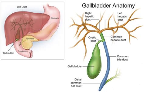Gallbladder Location And Function Of Gallbladder