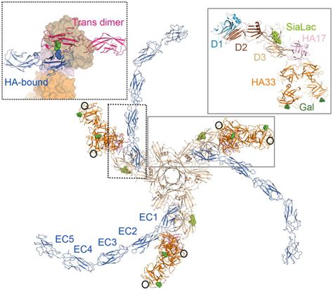 Architecture Of The Botulinum Neurotoxin Complex A Molecular Machine For Protection And