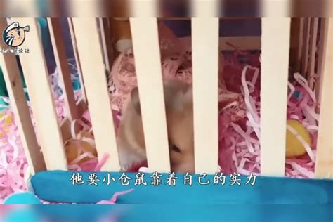 仓鼠骑士英勇无畏，穿越熔岩火山拯救公主，爱情的力量！