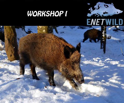 Workshop 1 Wild Boar Abundance And Distribution Data Enetwild