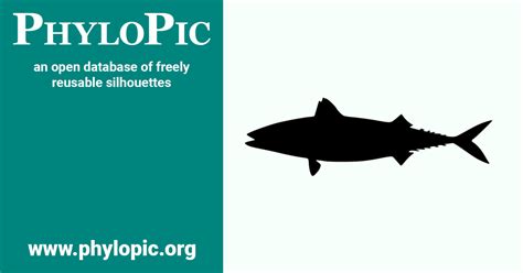 Scomber Scombrus Cc0 10 Phylopic